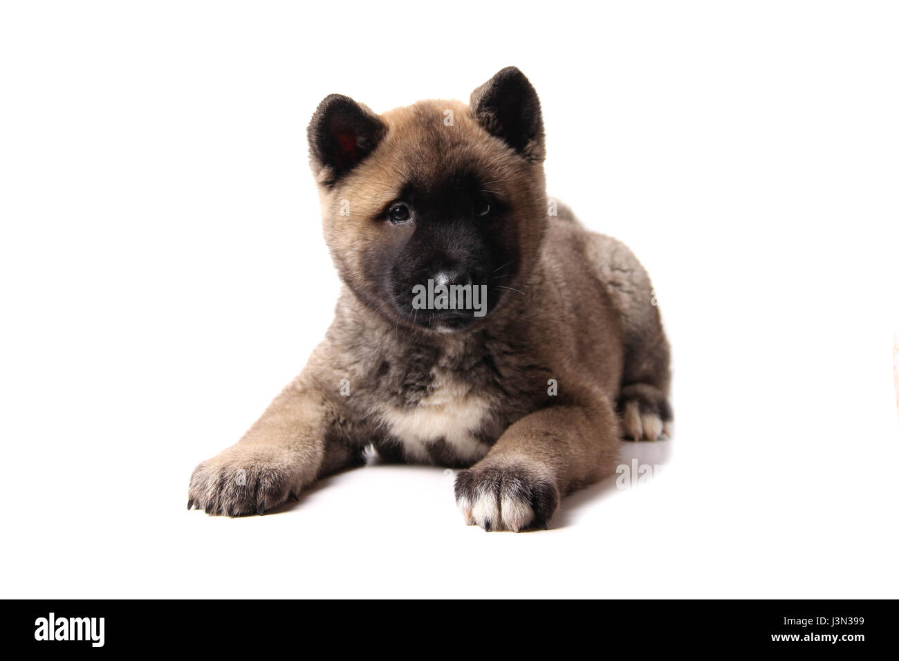 Young akita inu dog Cut Out Stock Images & Pictures - Alamy