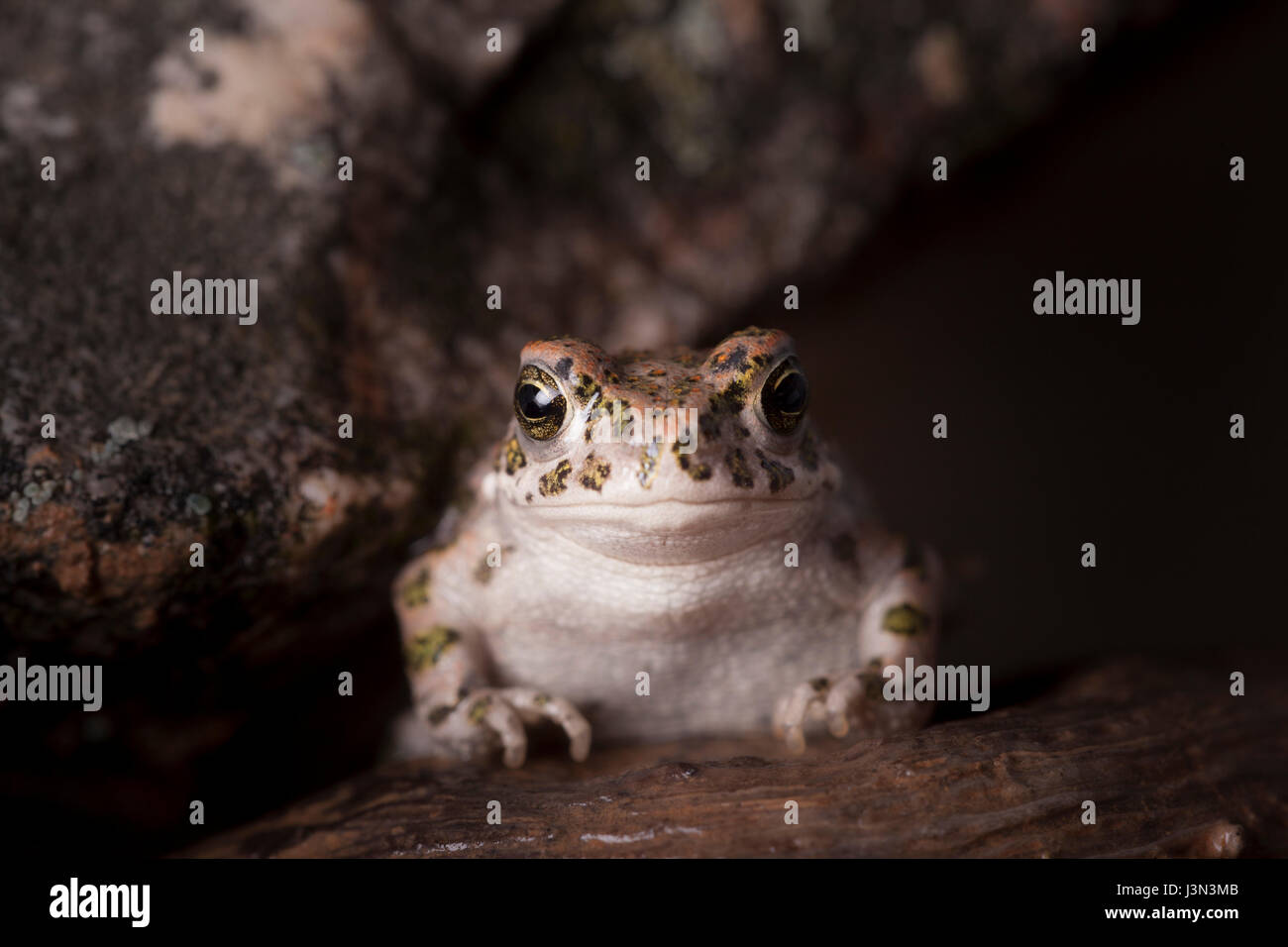 happy looking frog looking between rocks Stock Photo - Alamy