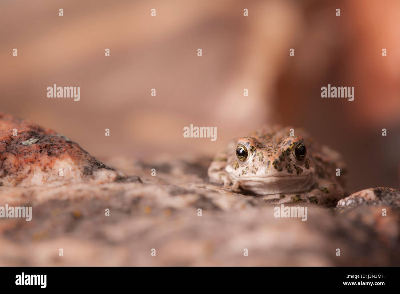 happy looking frog looking between rocks Stock Photo - Alamy