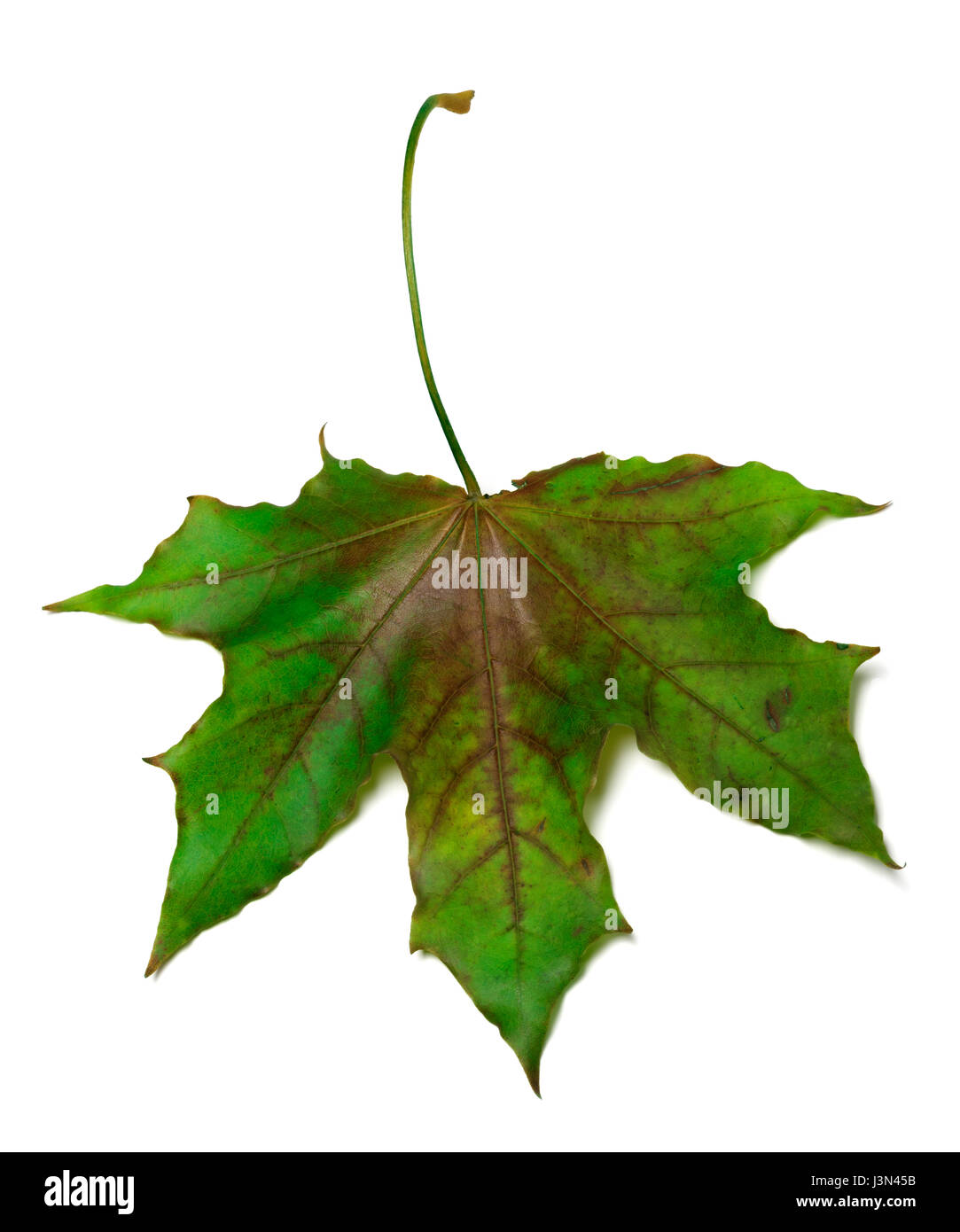 Multicolor maple-leaf. Isolated on white background Stock Photo - Alamy