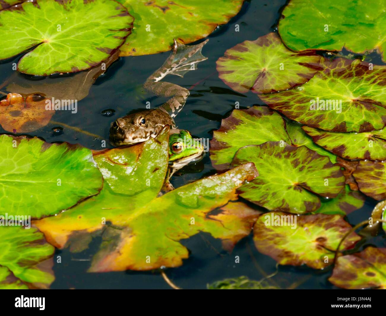 Frog in paris hi-res stock photography and images - Alamy