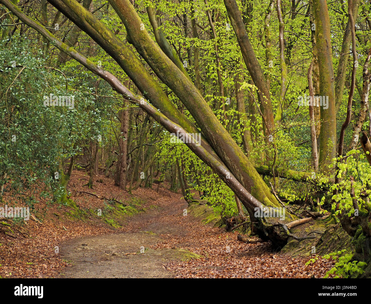Fresh green foliage on leaning beech trees in Spring woodland in Surrey ...