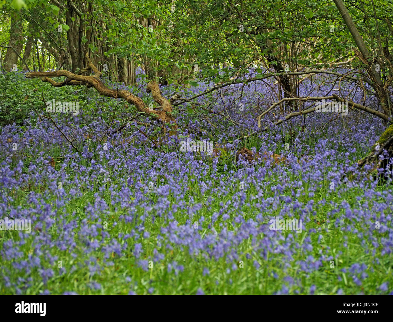 blue and violet native English Bluebells carpet the understorey in ...