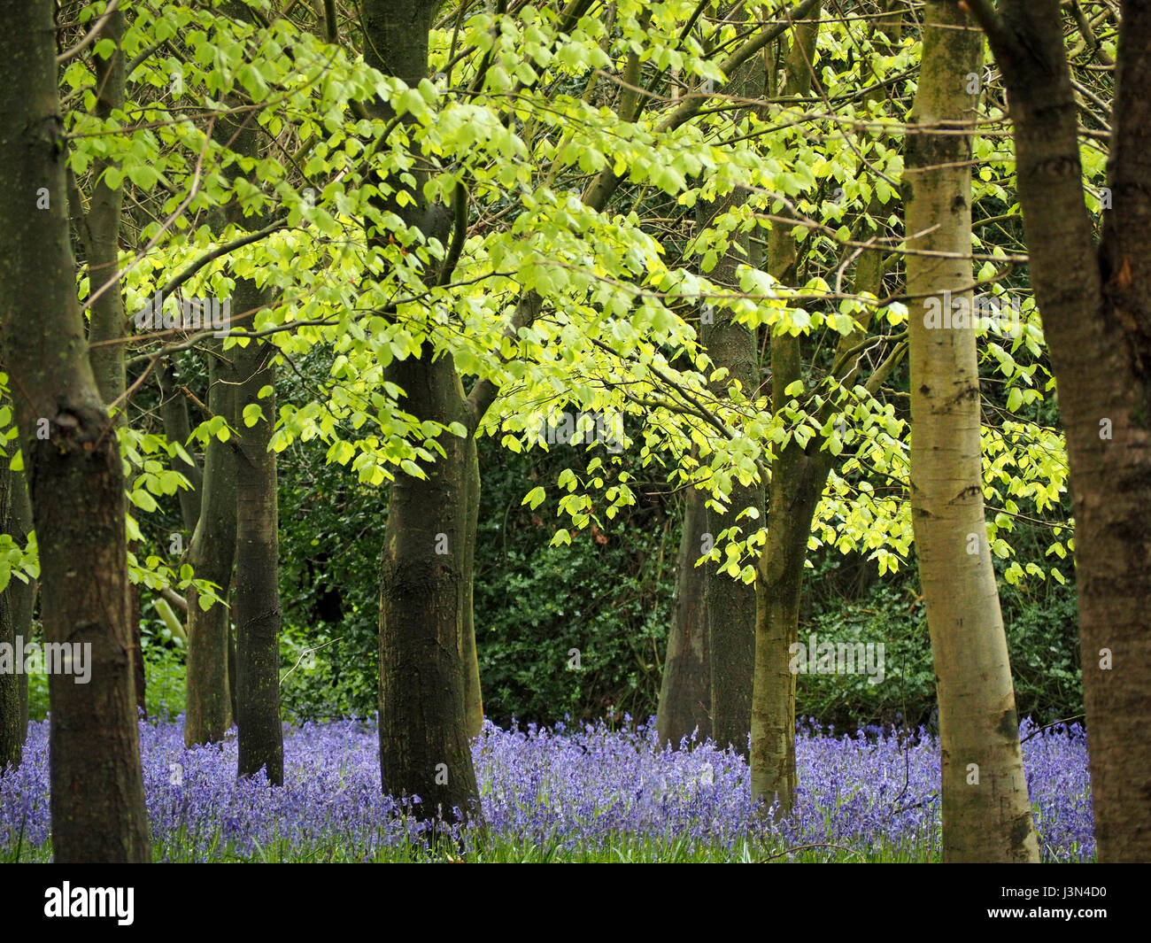 blue and violet native English Bluebells carpet the understorey in ...