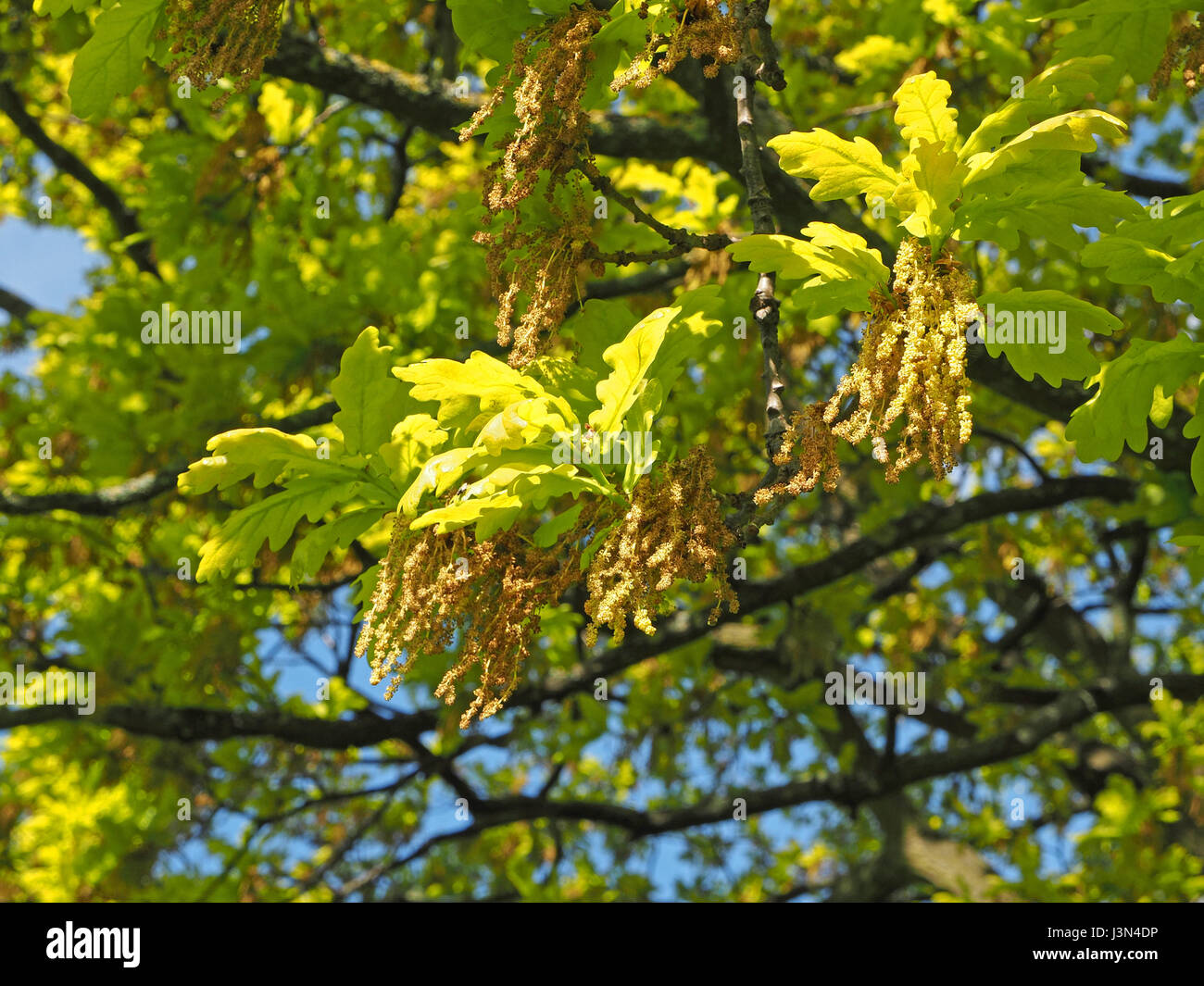 English oak quercus robur flowers quercus flower oak hi-res stock ...