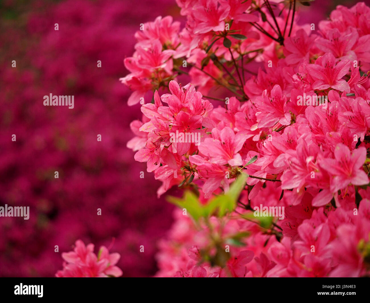 Dazzling fusion of bright colours of flowering Azaleas in Isabella ...