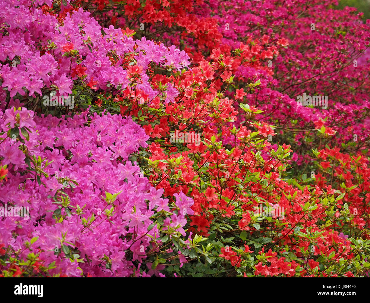 Dazzling fusion of bright colours of flowering Azaleas in Isabella ...