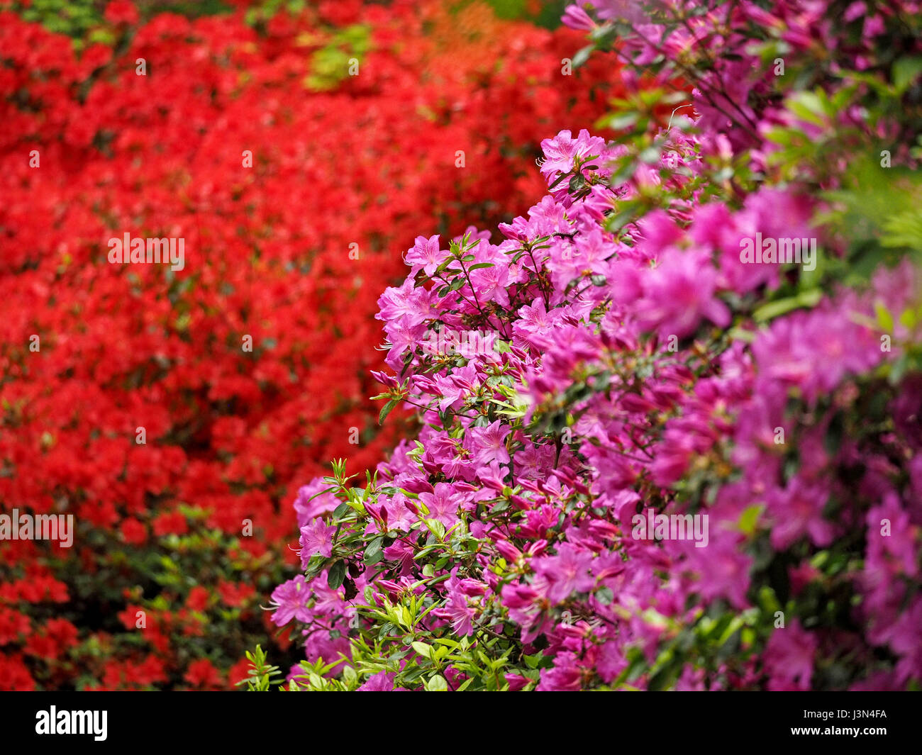 Dazzling fusion of bright colours of flowering Azaleas in Isabella ...