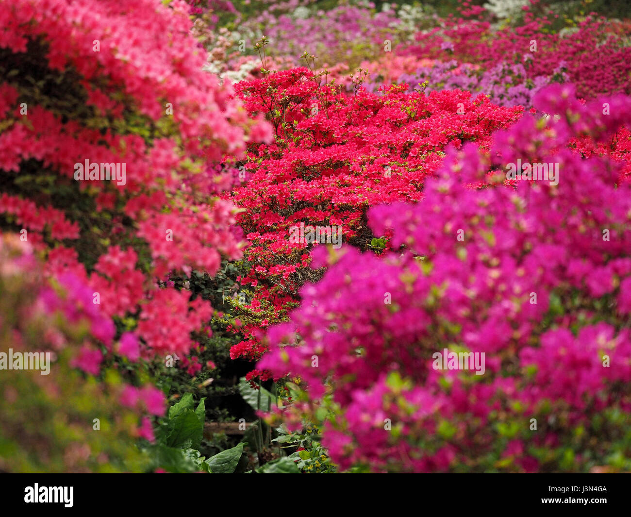 Dazzling fusion of bright colours of flowering Azaleas in Isabella ...