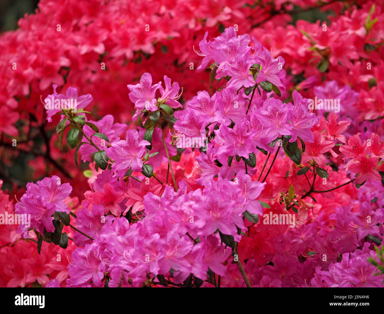 Dazzling fusion of bright colours of flowering Azaleas in Isabella ...