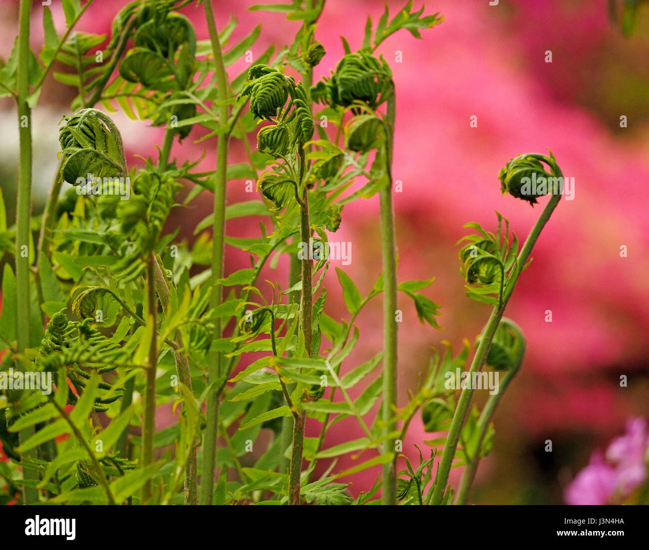 Unfurling green ferns against background of pink Azaleas in Spring in ...