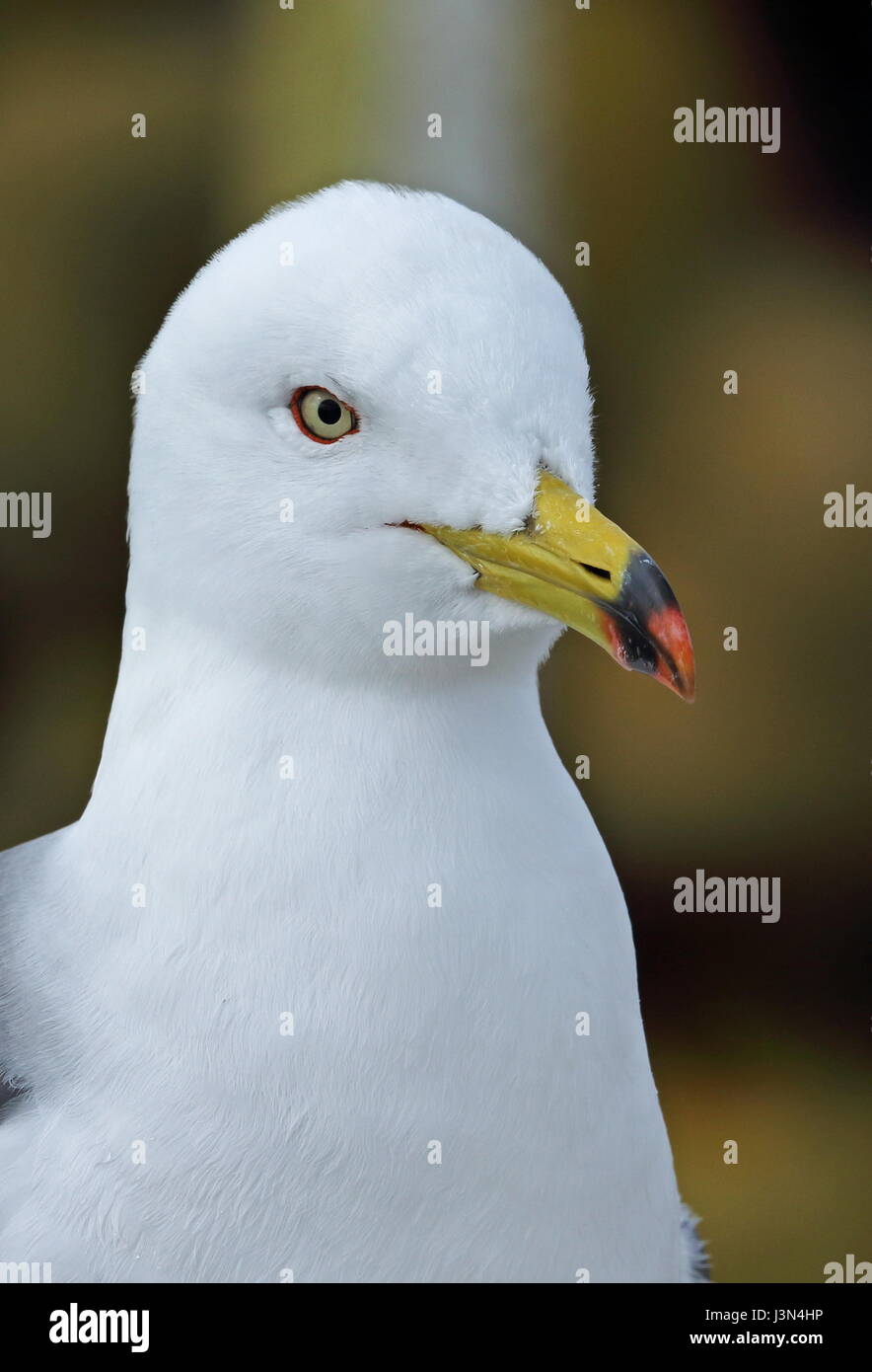 Black-tailed Gull (Larus crassirostris) close up of adult's head Choshi ...