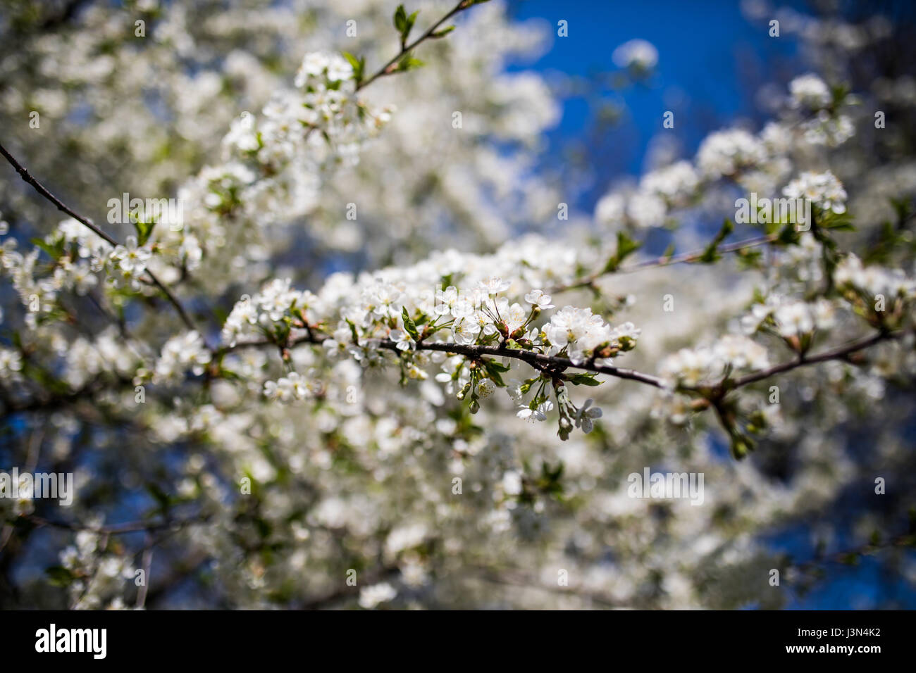 spring background of branches of blossoming tree Stock Photo - Alamy