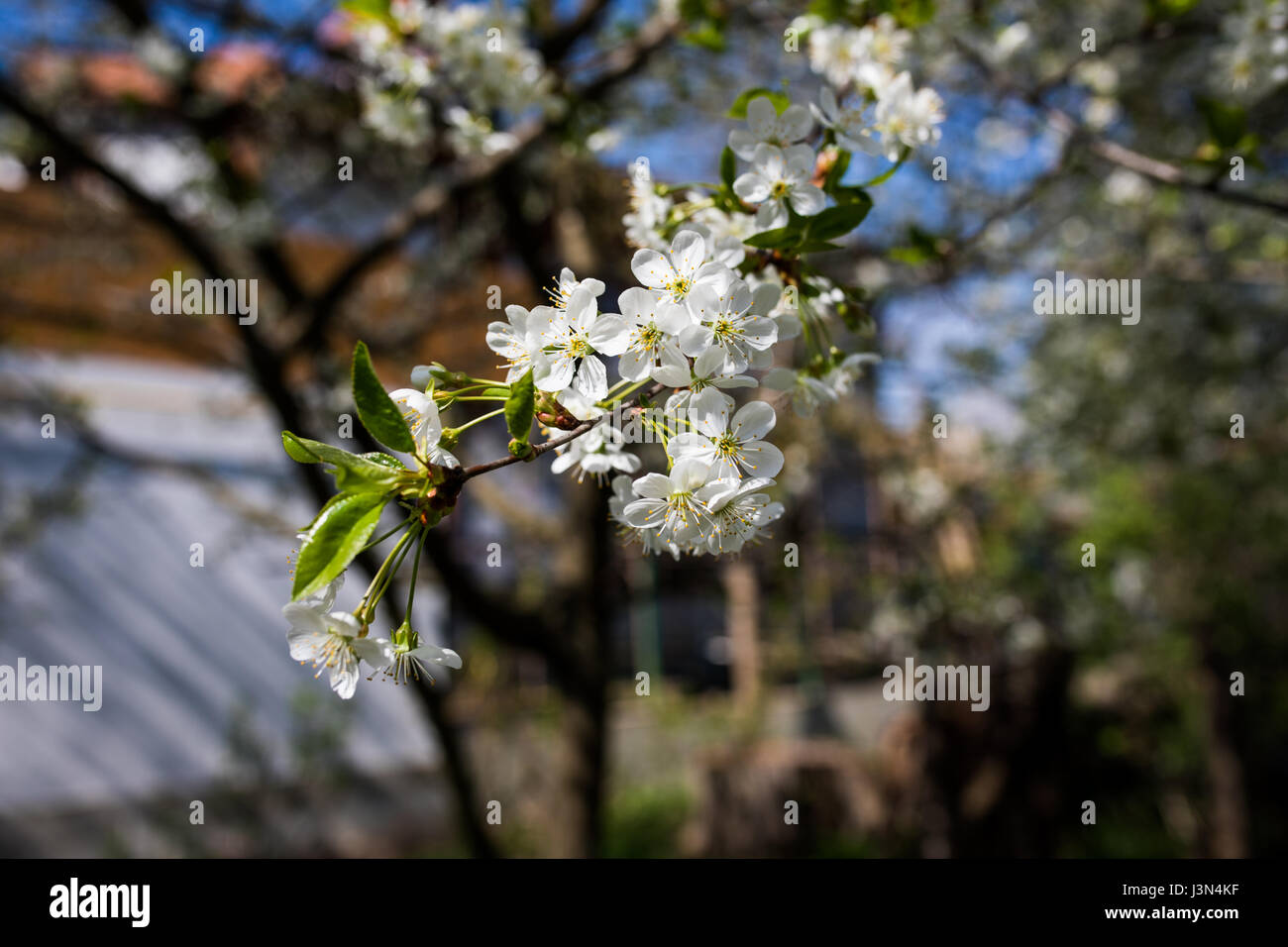 spring background of branches of blossoming tree Stock Photo - Alamy