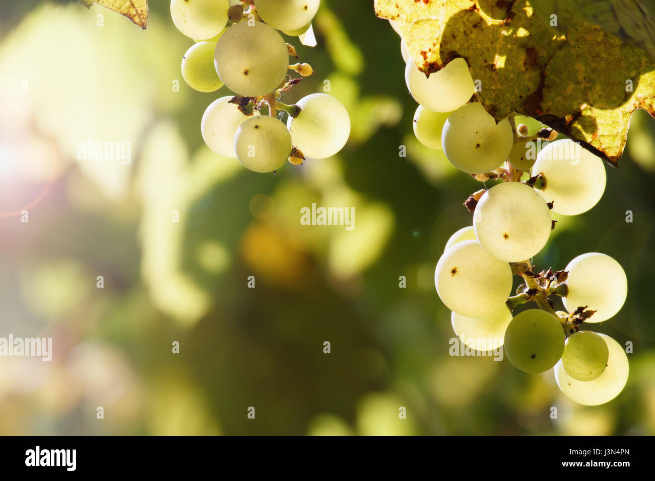 Grape branch close-up photo Stock Photo - Alamy