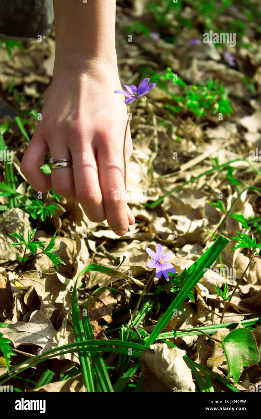 Collecting flowers in the forest Stock Photo - Alamy