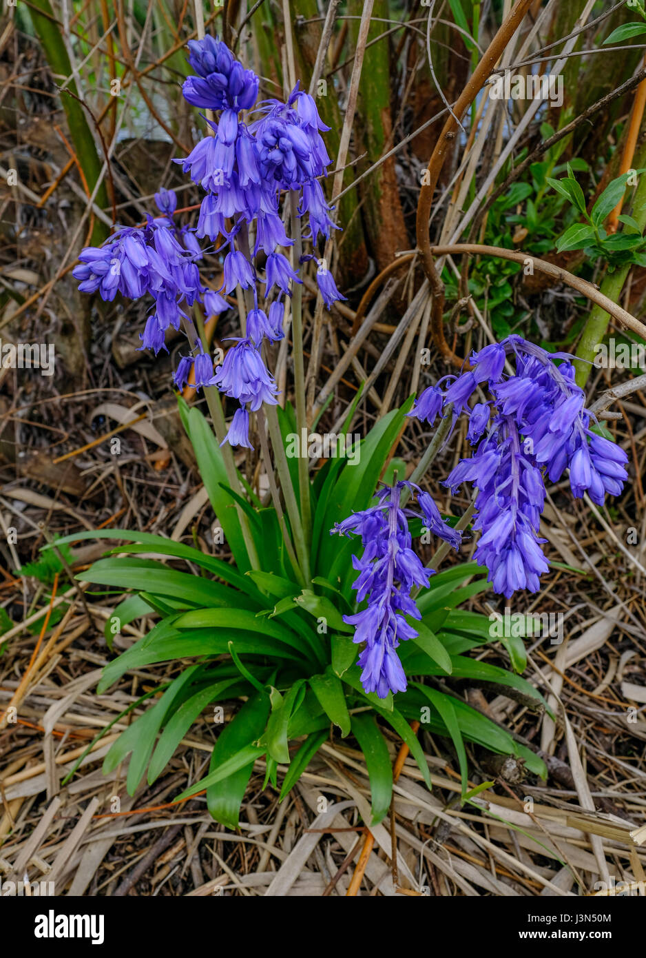 Single blue bell plant with flowers in its natural environment Stock ...