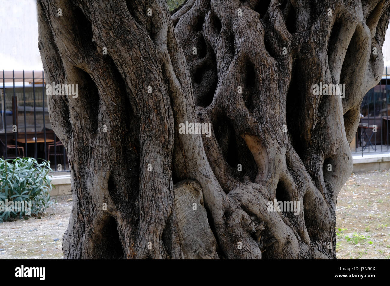 Old olive tree trunk closeup shot with patterns Stock Photo - Alamy