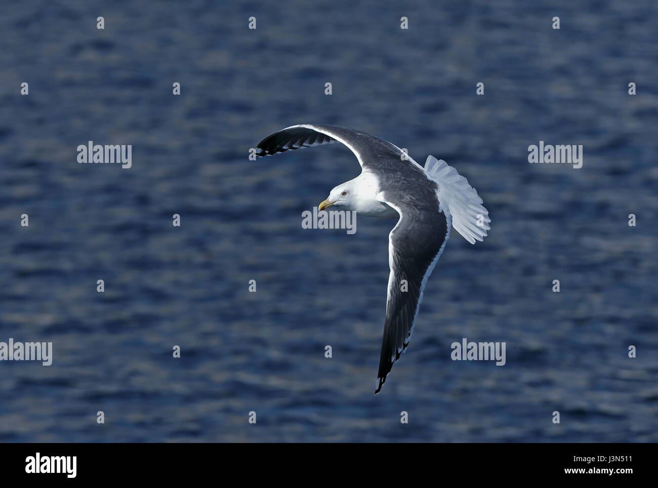 Slaty-backed Gull (Larus schistisagus) adult in flight Rausu, Hokkaido ...