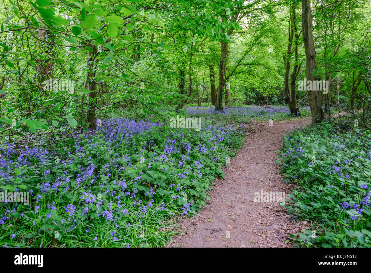 Path through the bluebells in the woods in Spring Stock Photo - Alamy