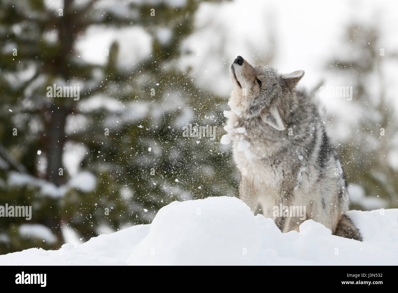 Coyote ( Canis latrans ), in winter, high snow, sitting, standing ...