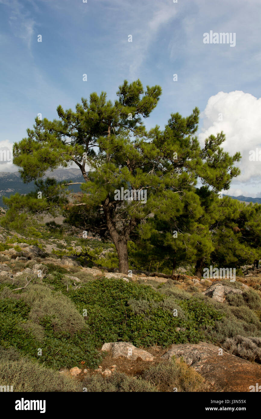 The Aleppo Pine is growing around the Mediterranean Coast as here in ...