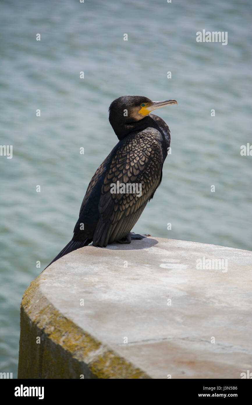 Goolwa barrage lock hi-res stock photography and images - Alamy