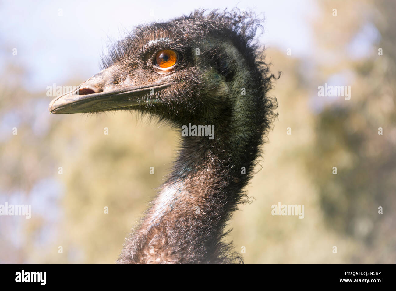 Australian Emu (Dromaius Novaehollandiae) head shot only, with head ...