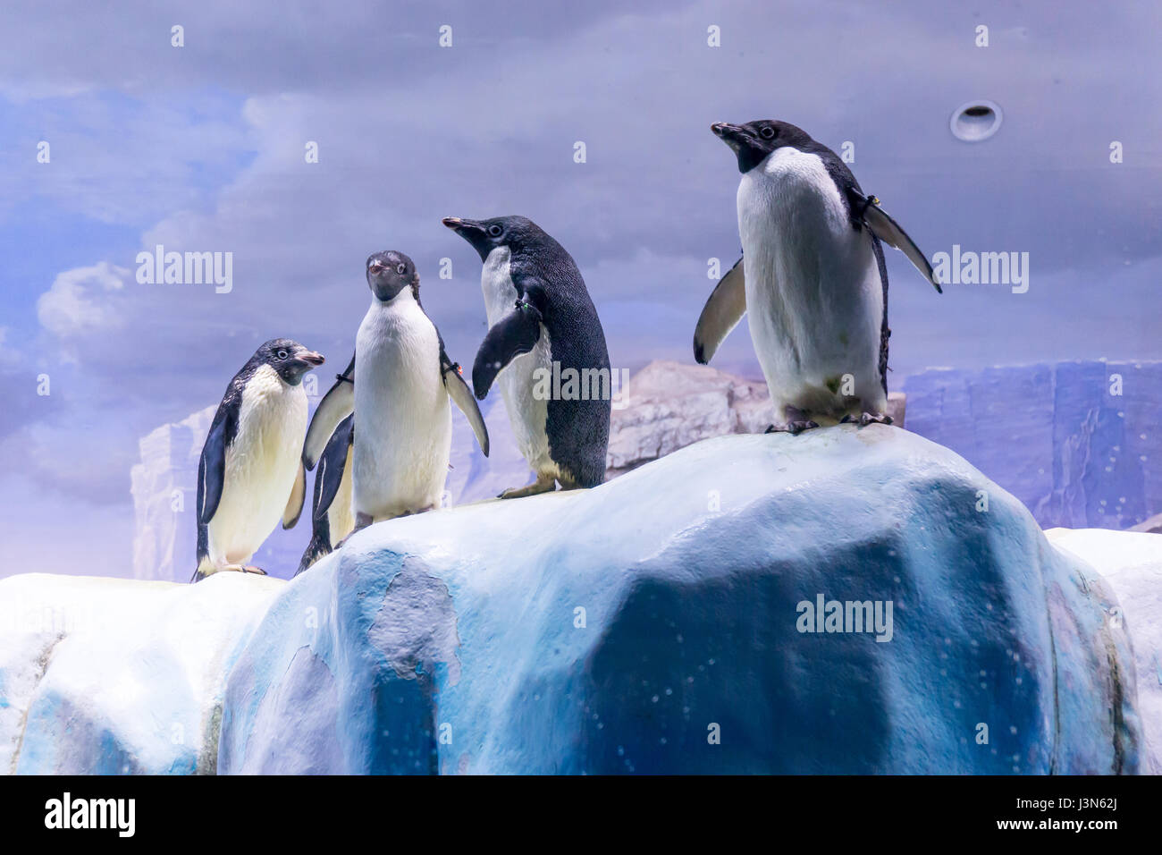 Penguins on ice hi-res stock photography and images - Alamy