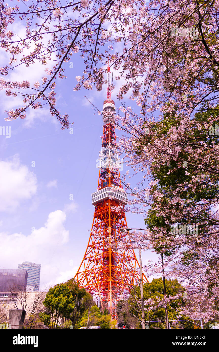 Tokyo tower with sakura foreground in spring time at Tokyo Stock Photo ...