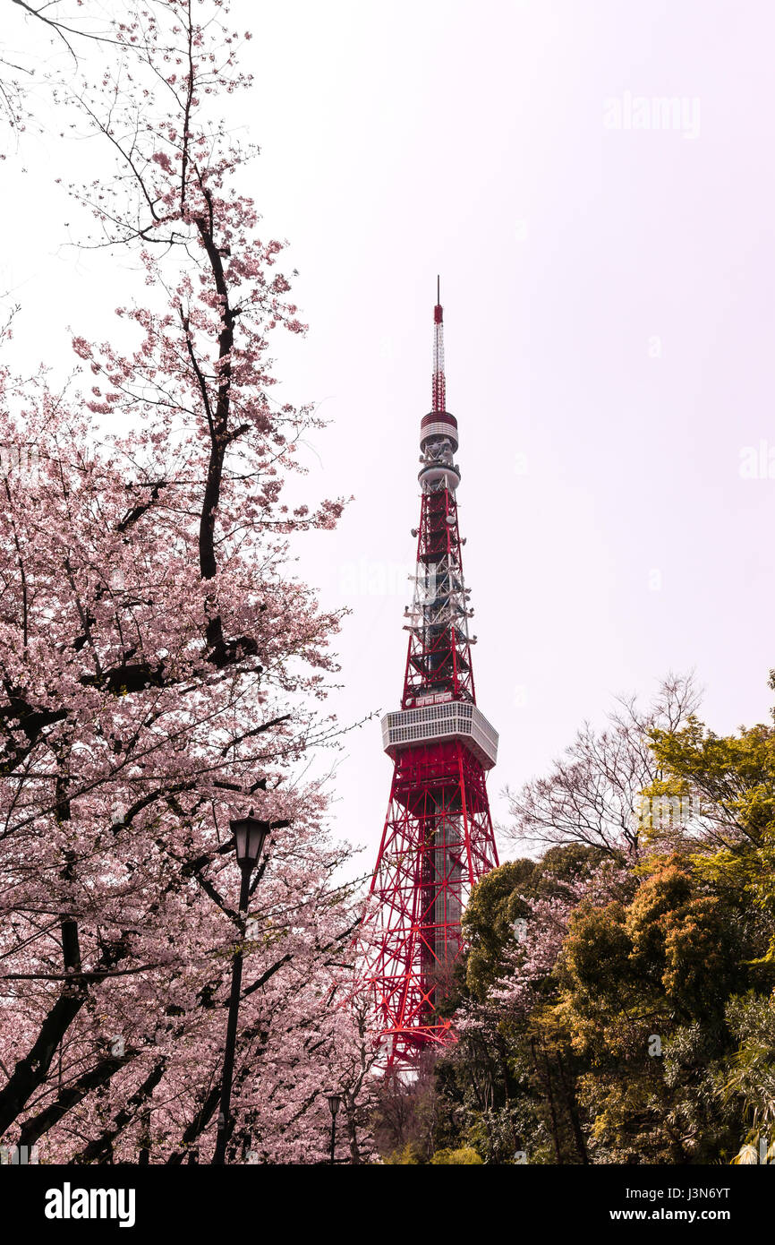 Tokyo tower with sakura foreground in spring time at Tokyo Stock Photo ...