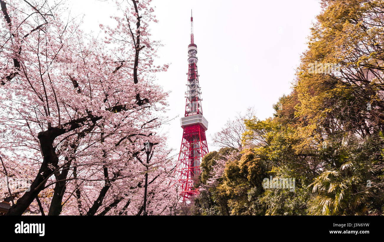 Tokyo tower with sakura foreground in spring time at Tokyo Stock Photo ...