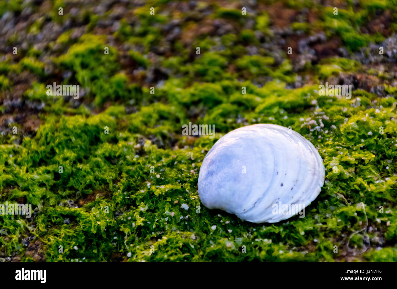 A shell on a rock in the shore of the coast of Etajima island, Japan ...