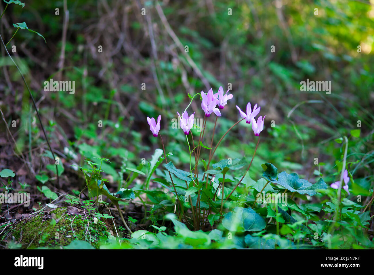 A cluster of first purple cyclamens in spring under sunset rays of sun ...
