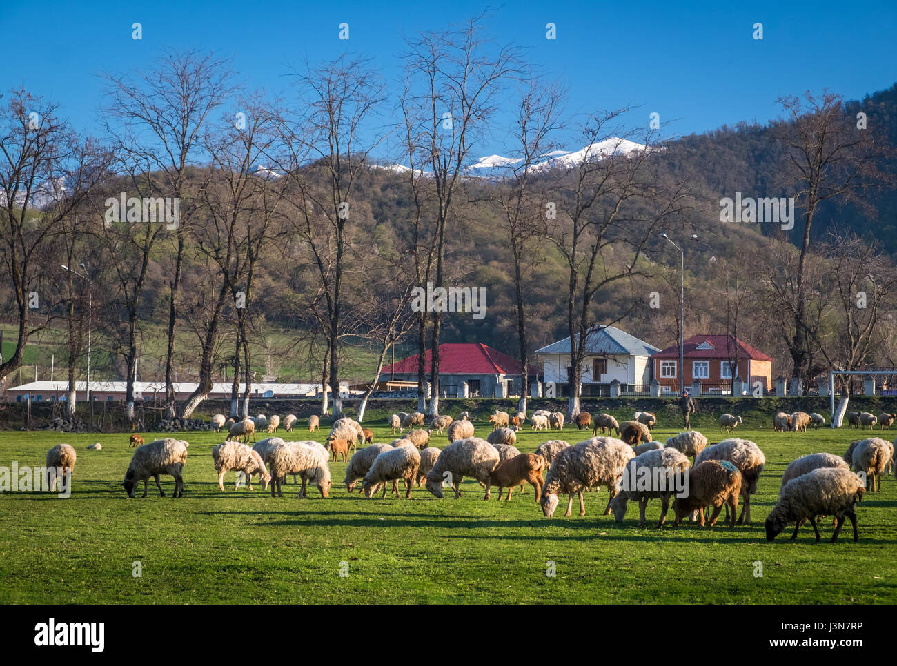 Asia sheep High Resolution Stock Photography and Images - Alamy