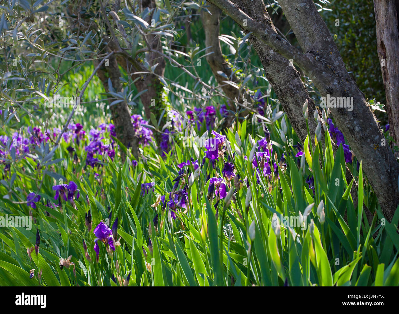 Wild growing violet irises in the forest Stock Photo - Alamy