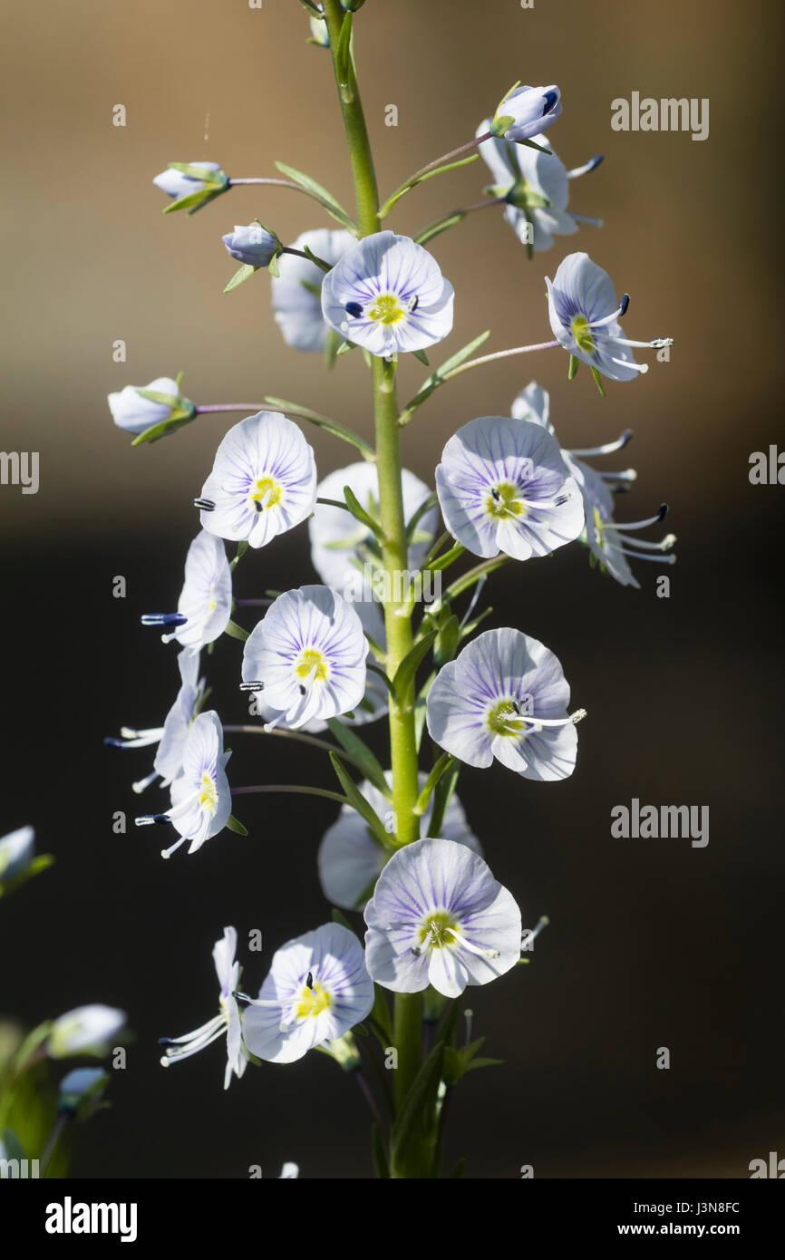 Small blue and white late spring flowers in the spike of the hardy ...