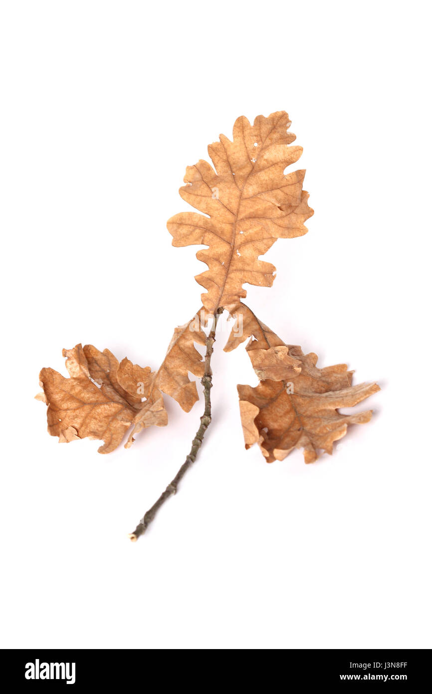 Dry oak twig Stock Photo - Alamy