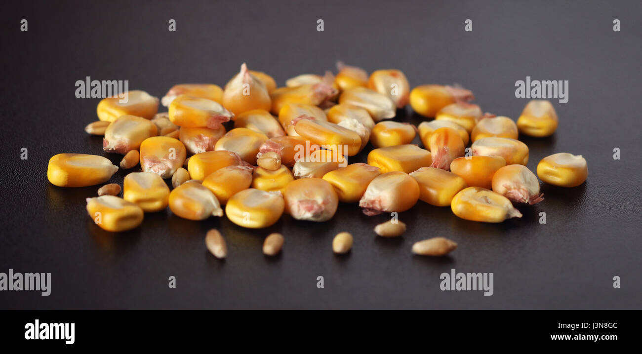 Corn and wheat Stock Photo - Alamy