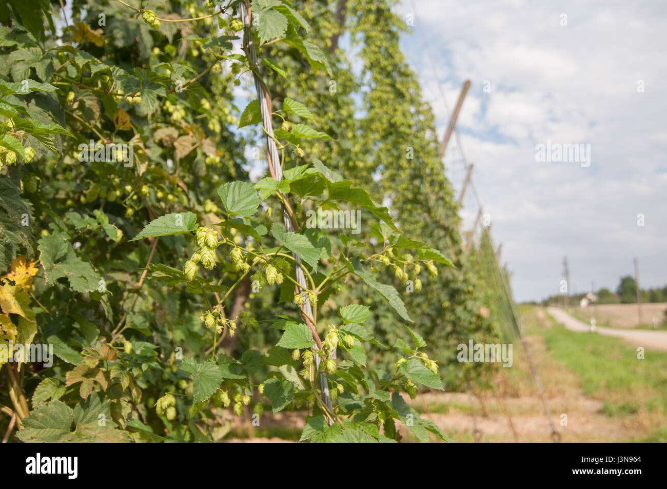 Hop, Humulus lupulus, Hallertau region, Bavaria, Germany Stock Photo ...