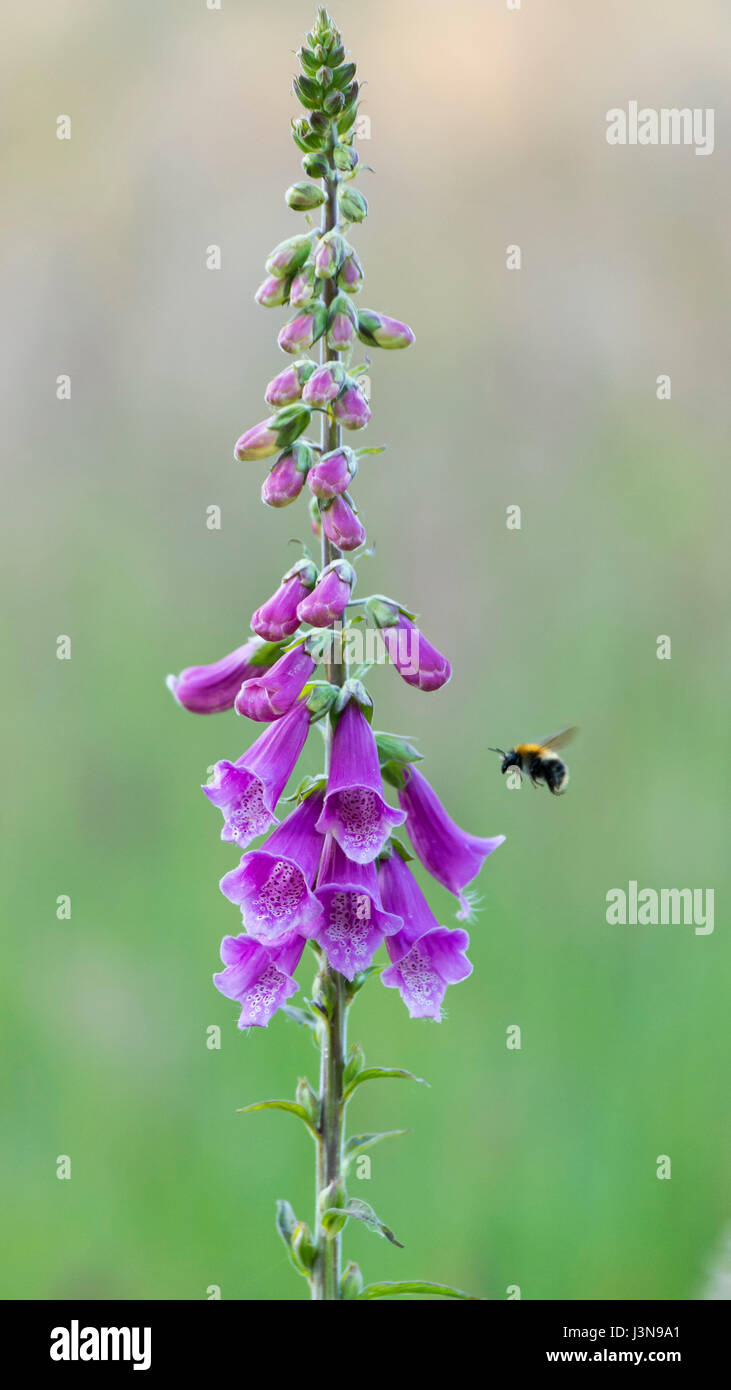 Hummel und fingerhut hi-res stock photography and images - Alamy