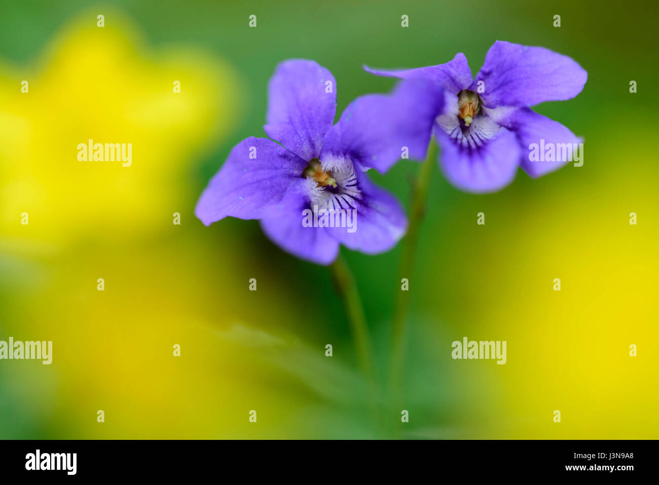 Waldveilchen, Niedersachsen, Deutschland, Viola reichenbachiana9 Stock ...