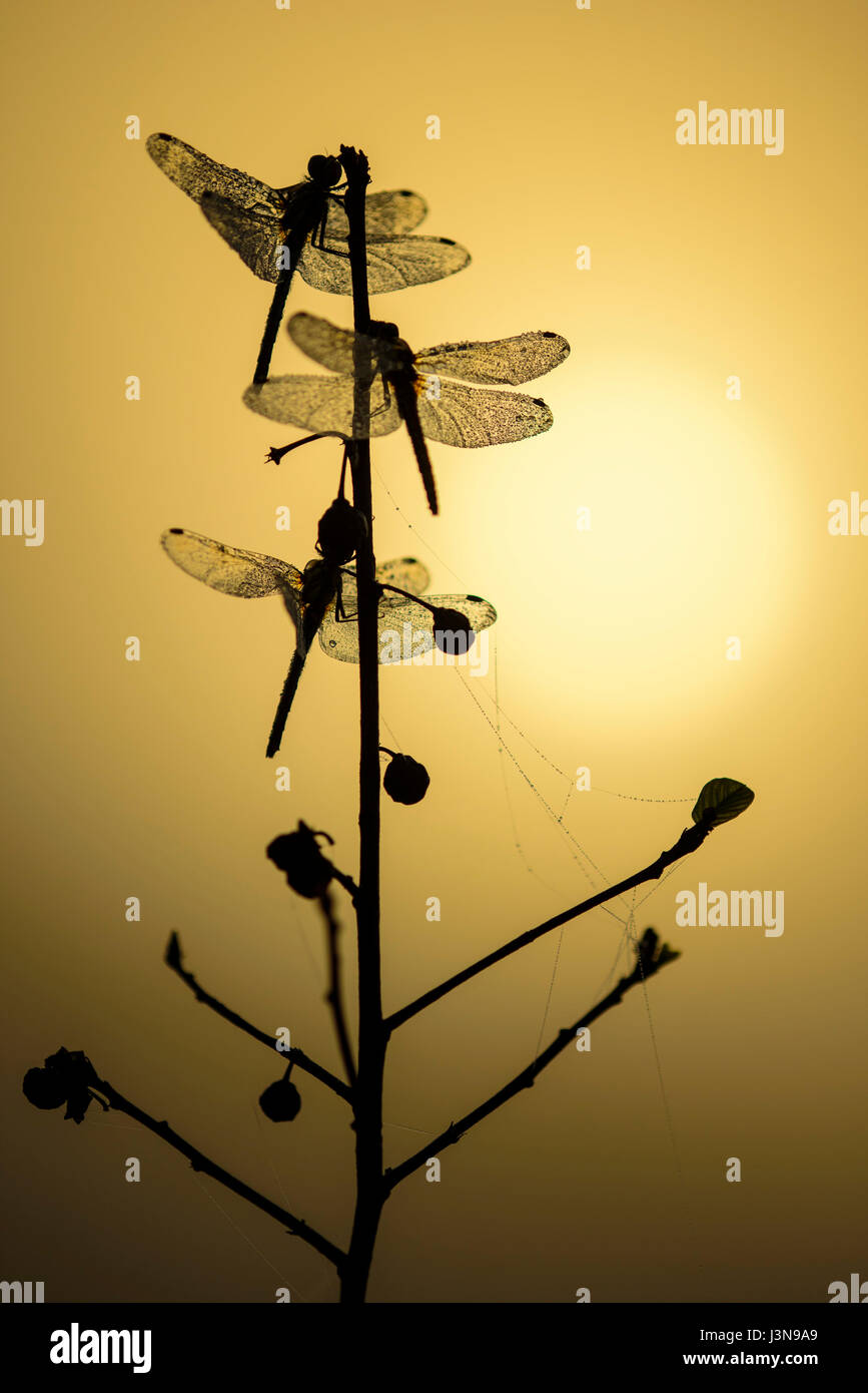 Schwarze Heidelibellen, Niedersachsen, Deutschland, Sympetrum danae ...