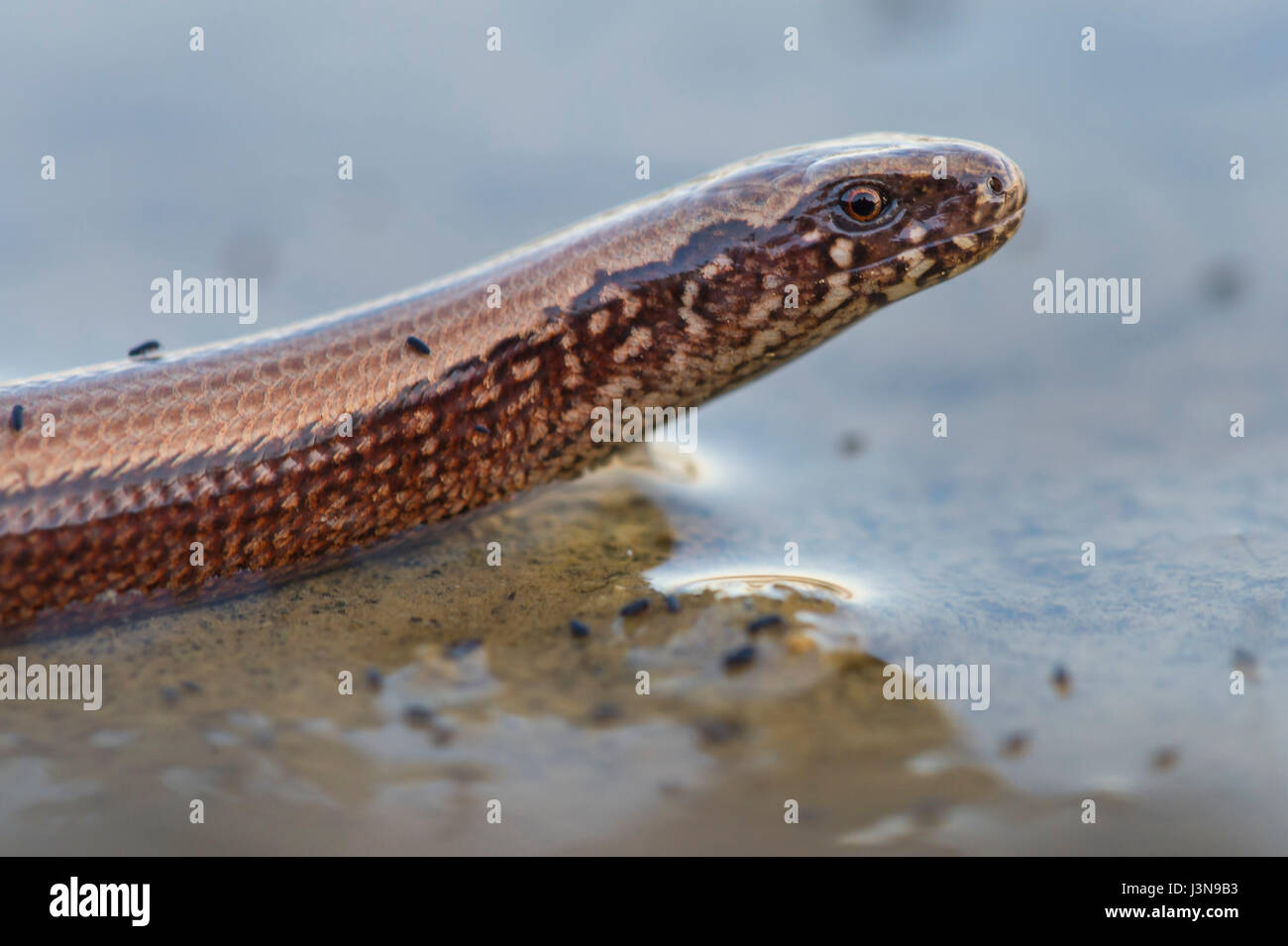 Blindschleiche, Niedersachsen, Deutschland, Anguis fragilis Stock Photo ...