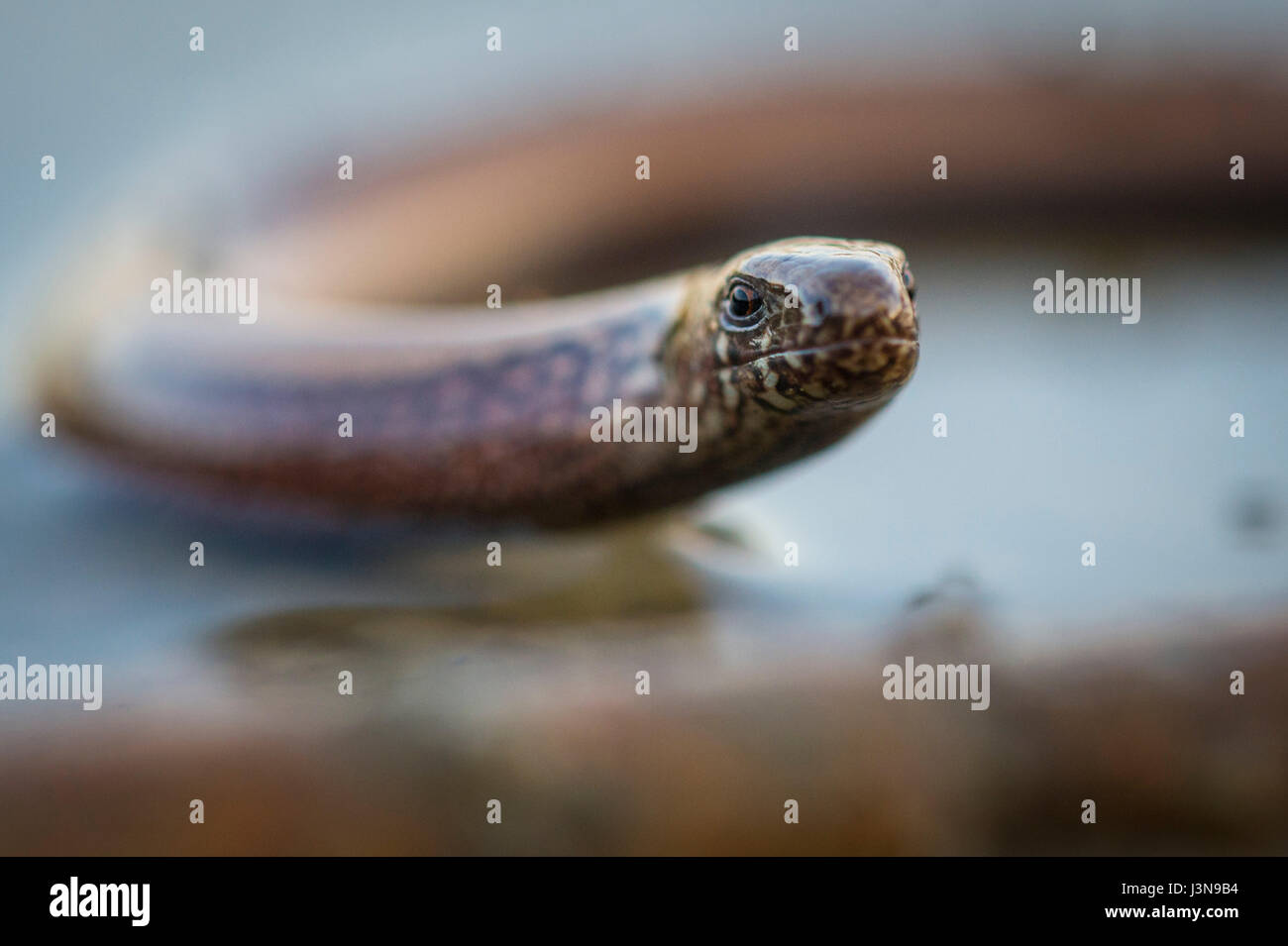 Blindschleiche, Niedersachsen, Deutschland, Anguis fragilis Stock Photo ...