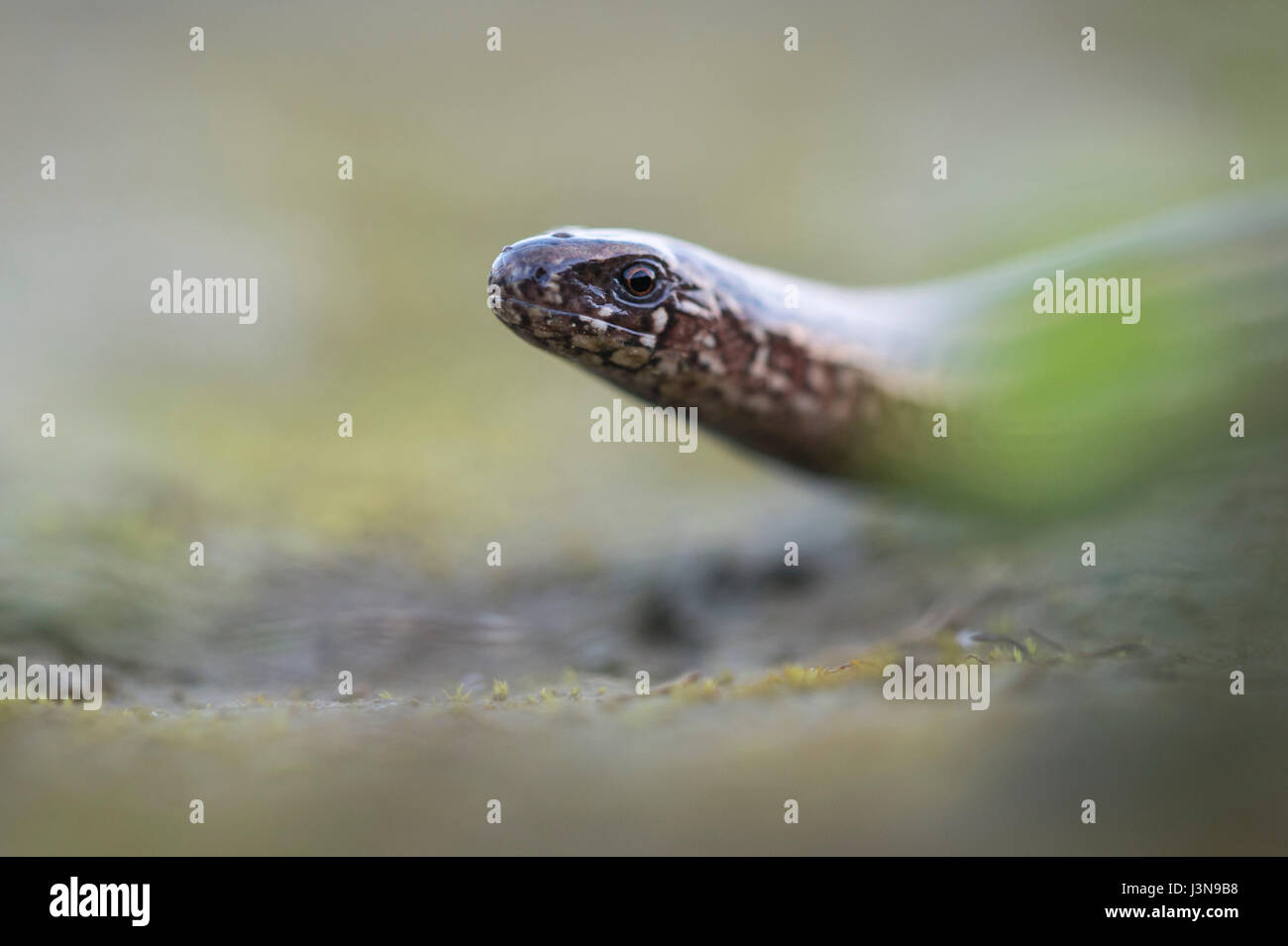 Blindschleiche, Niedersachsen, Deutschland, Anguis fragilis Stock Photo ...