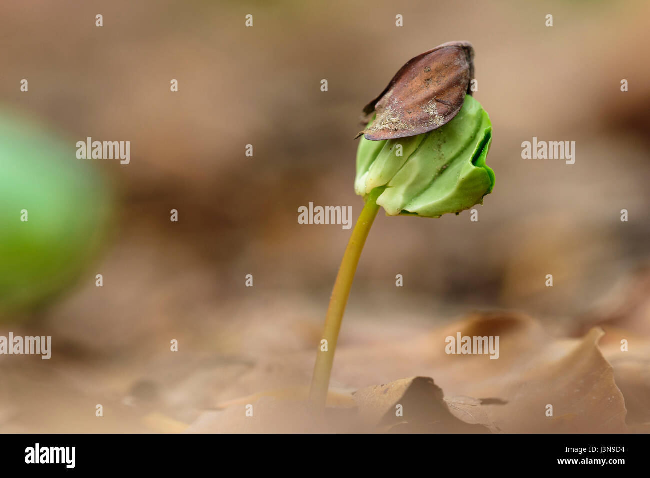 Buchenkeimling, Buchecker, Ruegen, Mecklenburg-Vorpommern, Deutschland ...