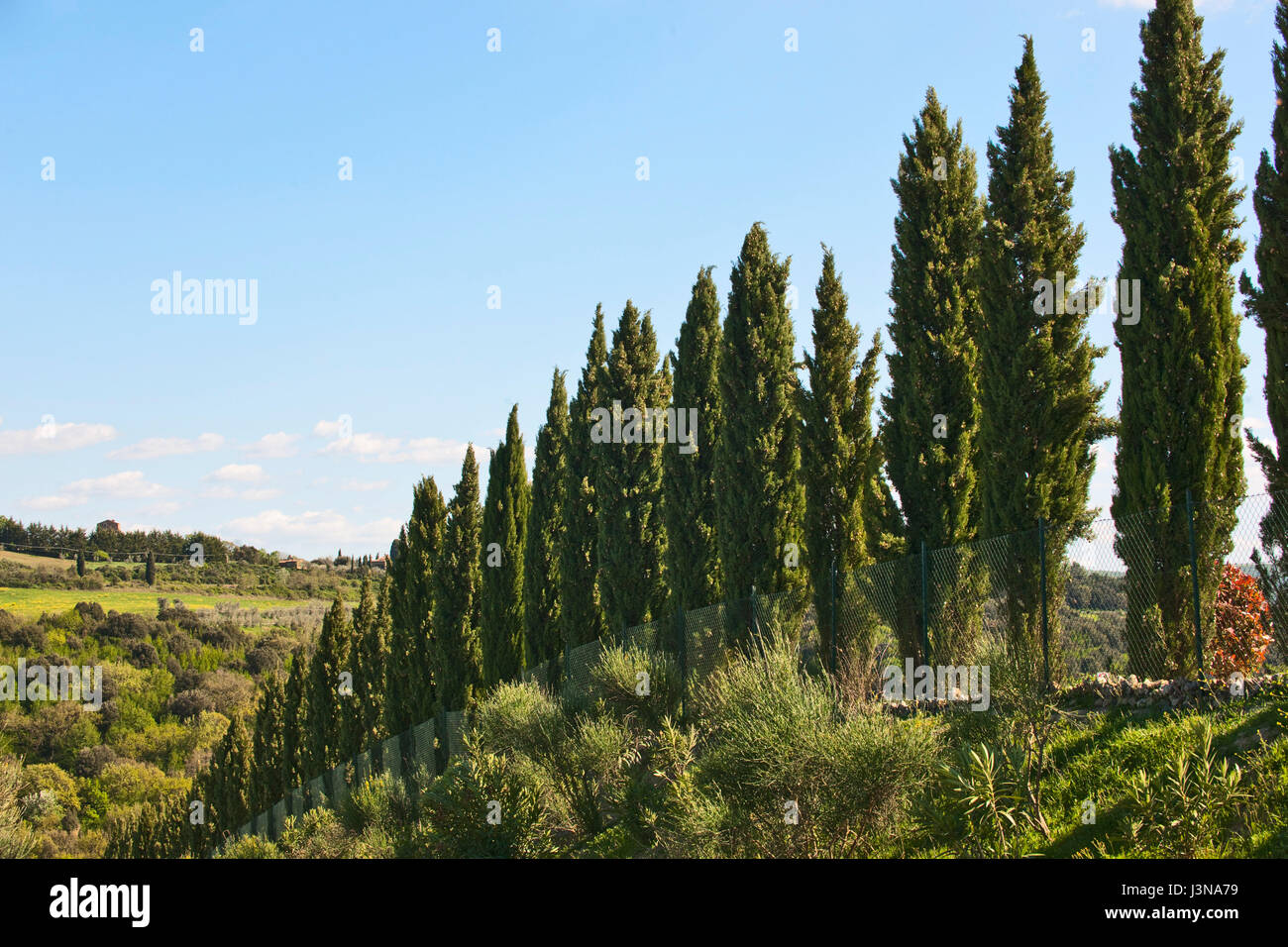 Italian Cypress Cupressus Sempervirens Cupressaceae Stock Photos ...