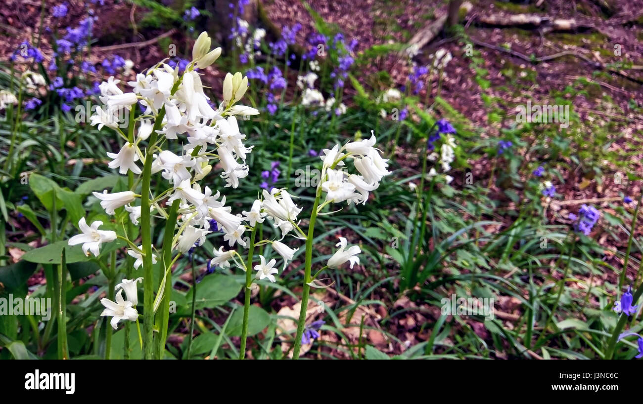 UK Weather: rare wild native white bluebells Hyacinthoides non-scripta ...