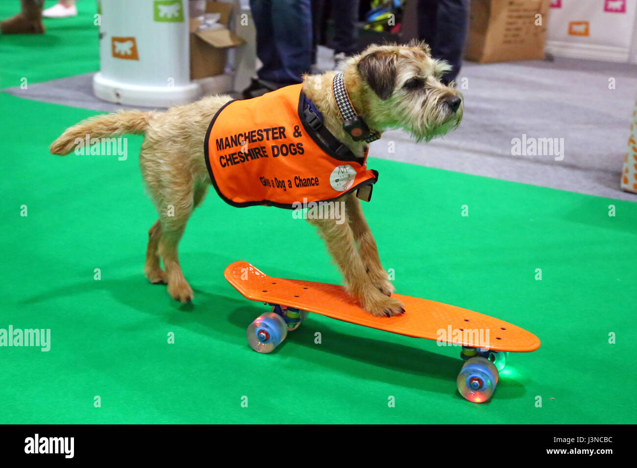 London, UK. 6th May, 2017. Toby the Border Terrier from Manchester and ...